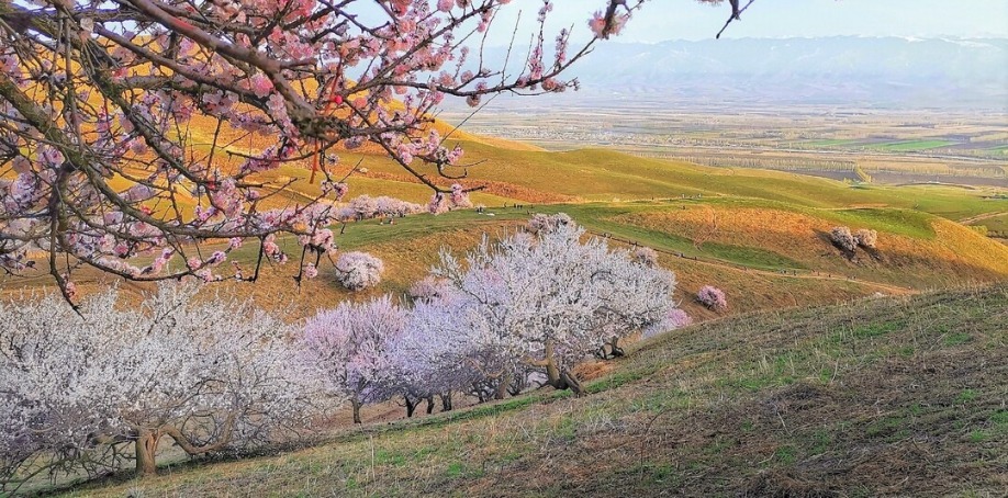 新疆伊犁杏花溝旅遊攻略指南 - 新疆旅遊攻略-2024，南疆北疆行程景點 | 新疆玩家俱樂部│